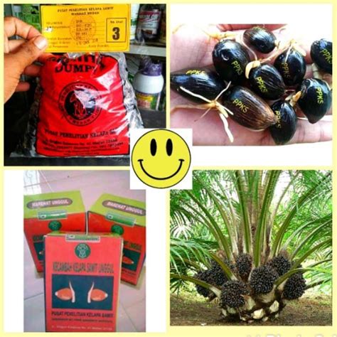 Bibit Benih Kecambah Sawit Dxp Ppks Varietas Marihat Dumpy Unggul