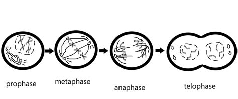 Draw And Label Each Phase Of Mitosis Prophase Metaphase A Quizlet