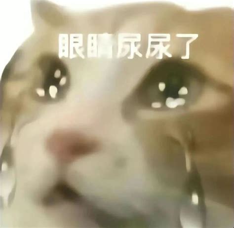 表情包来了 眼睛尿尿了 哈哈哈 我不是人
