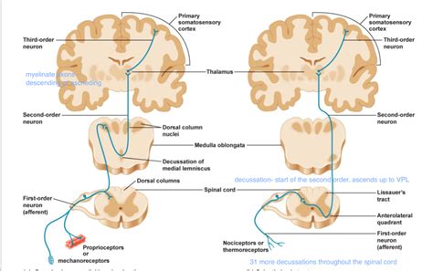 Neuro Exam Diagram Quizlet