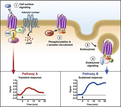 G ProteinCoupled Receptors Are Dynamic Regulators Of Digestion And