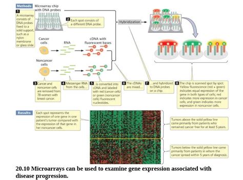 answered methods microarray chip with dna probes… bartleby