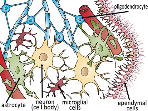 Color The Neuron And Neuroglia