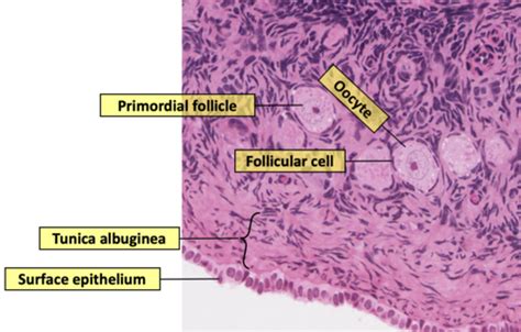 Histology Female Reproductive System Flashcards Quizlet