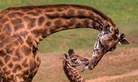 JIRAFA MASAI Características Qué come Dónde vive