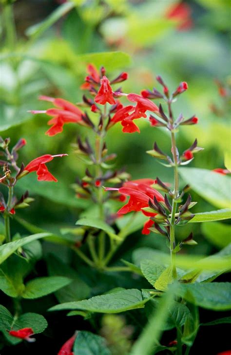 The Best Nectar Plants For Pollinators