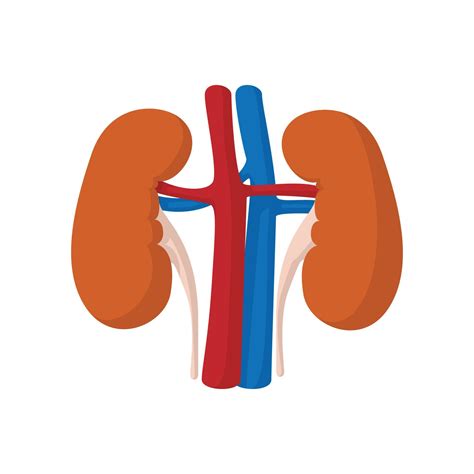 icono de dibujos animados de riñón humano 14365345 Vector en Vecteezy