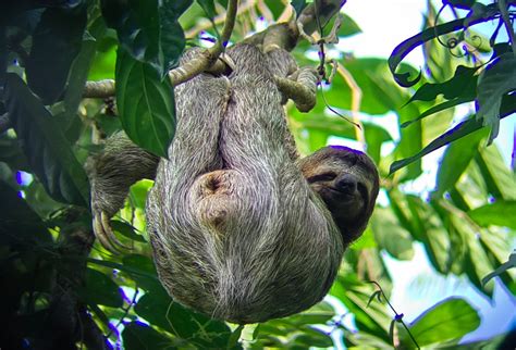 Costa Rica Pura Vida Adventures Getyourguide Anbieter