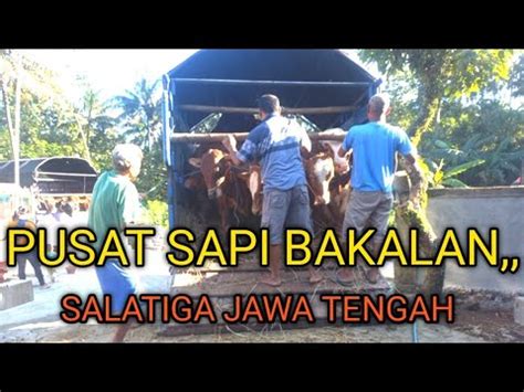 BANYAK PILIHAN SAPI BAKALAN HARGA EKONOMIS YouTube