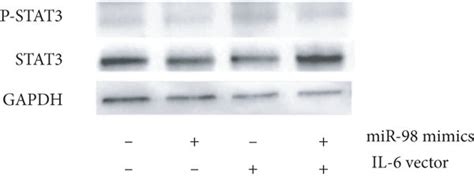 MiR 98 Can Upregulate STAT3 Levels In The Presence Of IL 6 HEK293T