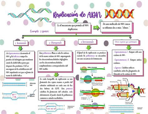 Mapa Conceptual Y Meme Tema Replicacion Del Dna Studocu Images The
