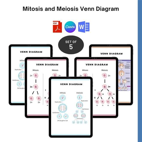 Mitosis And Meiosis Venn Diagram Printable Template Word Mitosis
