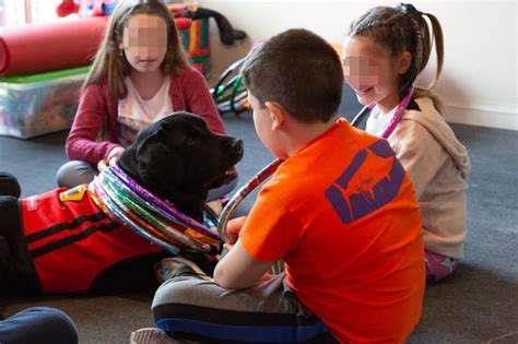 Día Internacional del Perro de Asistencia cómo trabajan