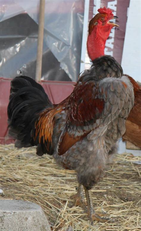 Need To Rehome My Month Old Naked Neck Turken Rooster Backyard