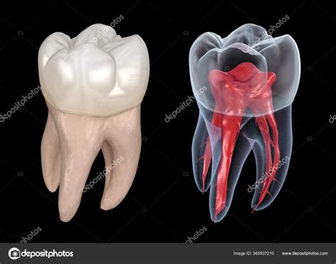 Dental Root Anatomy First Maxillary Molar Tooth Medically Accurate