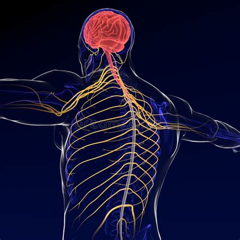 Cerveau De L illustration 3d Avec Le Système Nerveux Illustration Stock