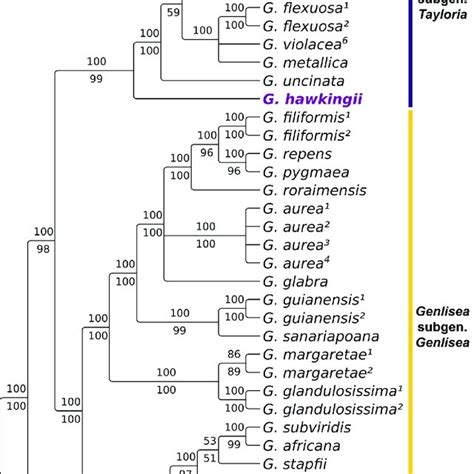 phylogeny of the genlisea species based on the bayesian inference bi download scientific