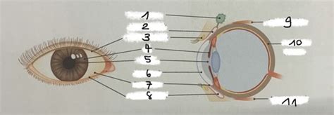 Anatomie Auge Karteikarten Quizlet