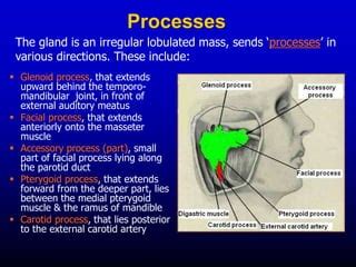 04 Parotid Region Ppt