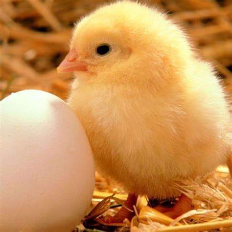 Researchers Obtain Chicken Embryo Development Data