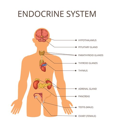 Human Body Organ Systems Concept Vector Art At Vecteezy