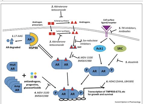 Targeting The Androgen Receptor Pathway In Prostate Cancer Semantic