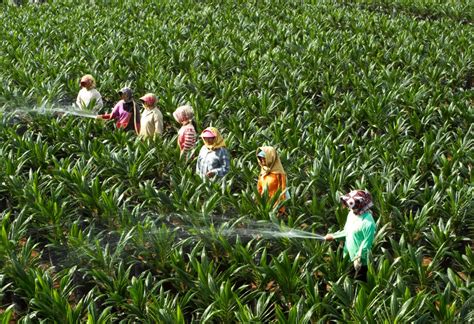 Ptpn V Lanjutkan Program Penyediaan Bibit Sawit Unggul Untuk Petani