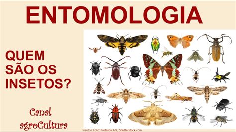 Aula de entomologia Quem são os insetos YouTube