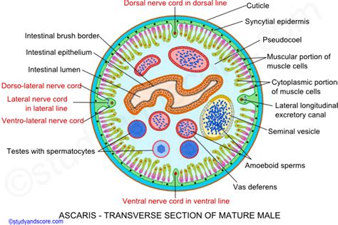 Ascaris Lumbricoides Male Cross Section