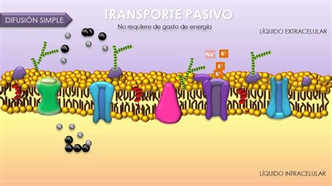 Transporte a través de membrana celular Biología celular Enseñanza