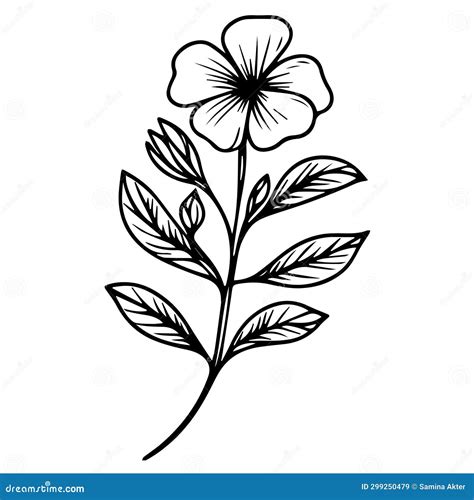 Simple Catharanthus Line Drawings Simple Periwinkle Flower Drawing