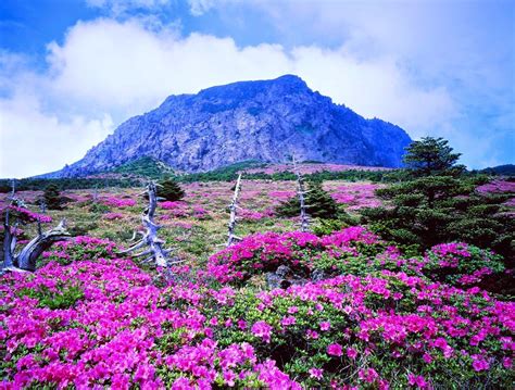 Top Attractions In Jeju Island South Korea You Must Visit