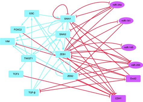 The Diagram Of EMT Gene Regulatory Network The Network Consists Of 12