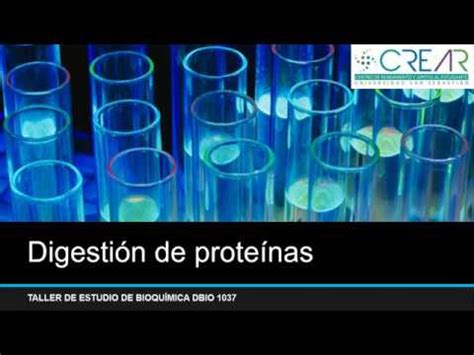 Bioqu Mica Pregunta Gu A N Digesti N Y Absorci N De Prote Nas