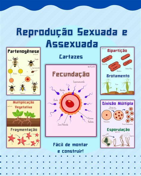 Reprodução Sexuada e Assexuada Cartazes Sua Loja de Atividades