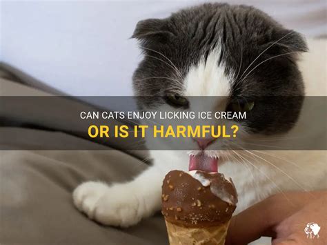 Can Cats Enjoy Licking Ice Cream Or Is It Harmful PetShun