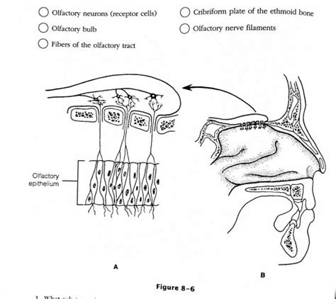 Figure 8 6 Illustrates The Site Of The Olfactory Epitheliu Quizlet