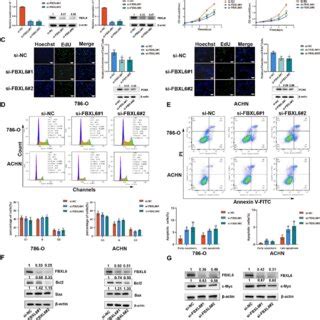 FBXL6 Knockdown Inhibits Cell Proliferation And Induces Apoptosis A