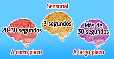 Qué son la memoria sensorial a corto plazo y a largo plazo Ideas En