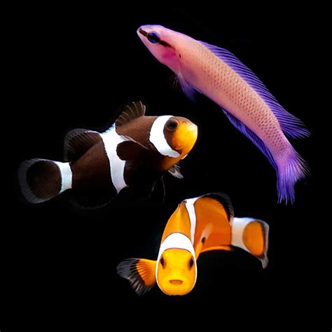 Peces Pisciber Bsf