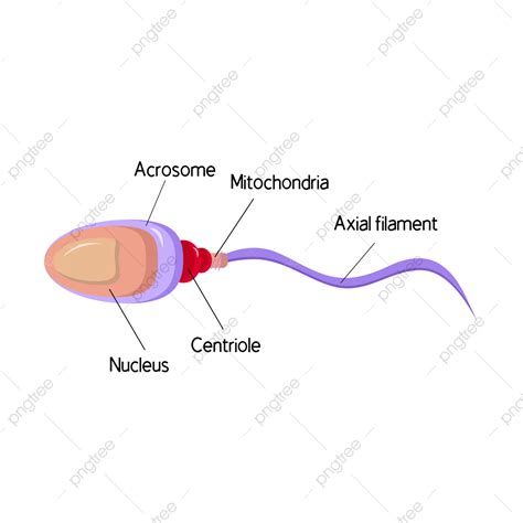 Análise De Células De Esperma Humano PNG Esperma Celular