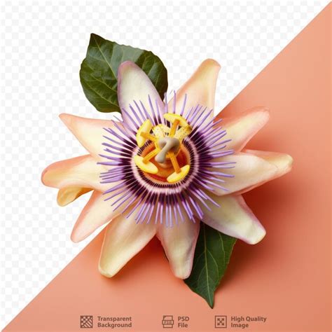 Passiflora edulis comúnmente conocida como fruta de la pasión es un