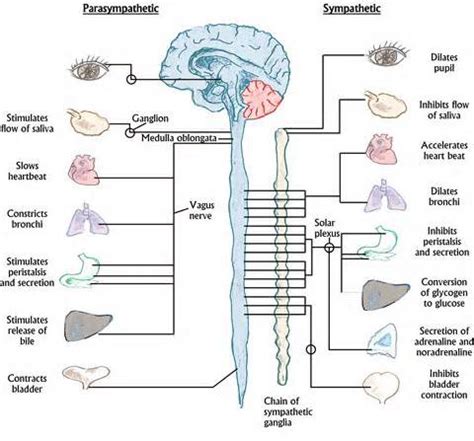 The Autonomic Nervous System Flashcards Quizlet
