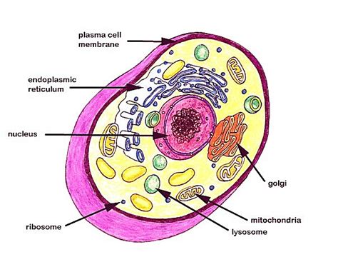 function of nucleus structure diagram definition