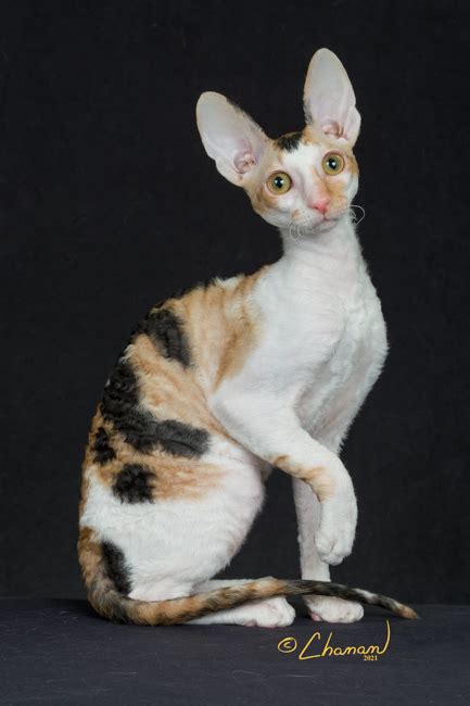Is That Cat Naked Fear Free Happy Homes