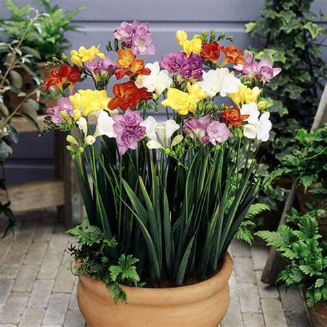 300 Summer Bulb Collection 7 Varieties YouGarden