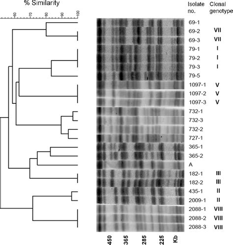 figure 2 from multilocus sequence typing for the analysis of clonality among candida albicans