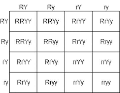 Genetics Pedigree Pedigree Flashcards Quizlet