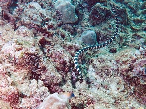 Snakes Of Taiwan Emydocephalus Ijimae Ijima S Turtleheaded Sea Snake