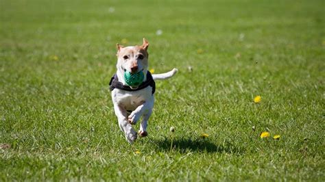 Les Bienfaits Surprenants De L Activit Physique Pour Nos Animaux De